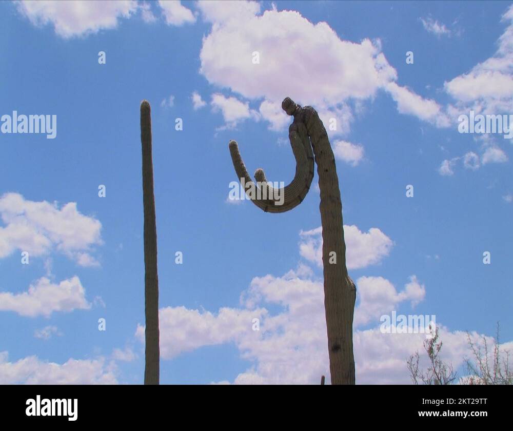 A human and desert Stock Videos & Footage - HD and 4K Video Clips - Alamy