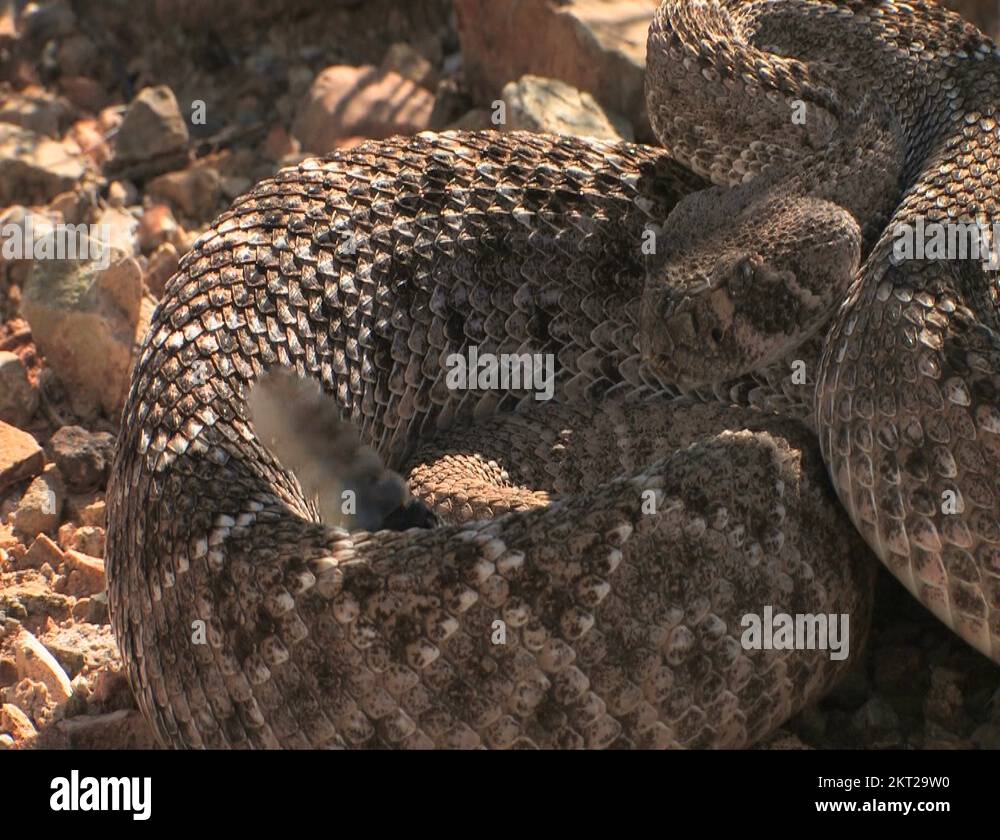 a coiled western diamondback rattlesnake is ready to strike Stock Video ...