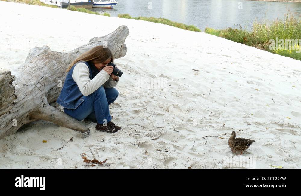 Duck photographer Stock Videos & Footage - HD and 4K Video Clips - Alamy