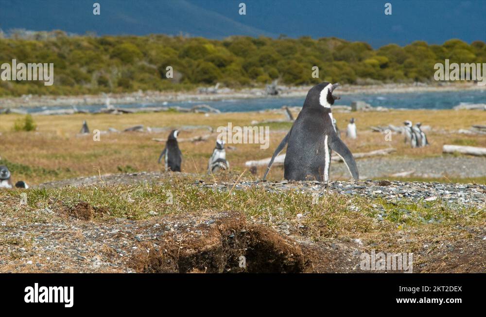 Profile of a penguin Stock Videos & Footage - HD and 4K Video Clips - Alamy