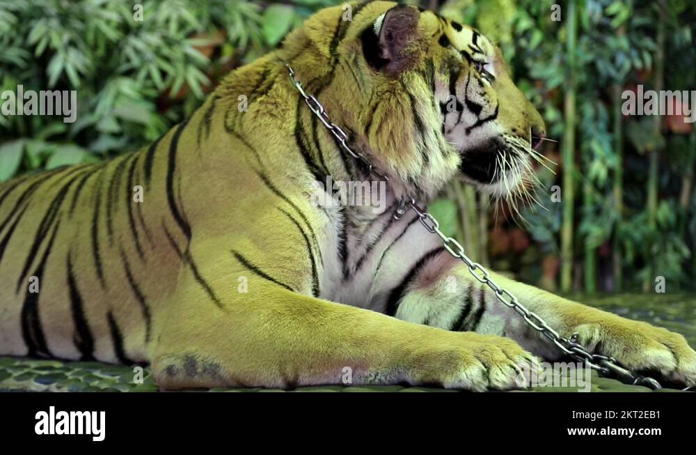 Iron muzzle in Stock Videos & Footage - HD and 4K Video Clips - Alamy