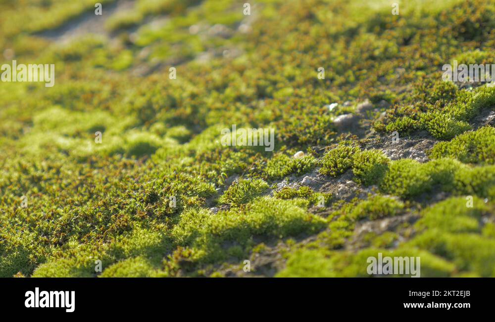 Green moss on sunlight shallow DOF 4K 2160p UHD footage - Bryophyta ...