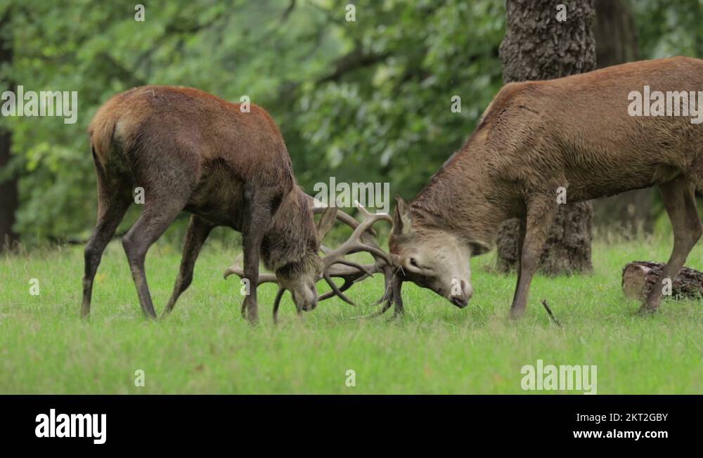 Rutting stags Stock Videos & Footage - HD and 4K Video Clips - Alamy