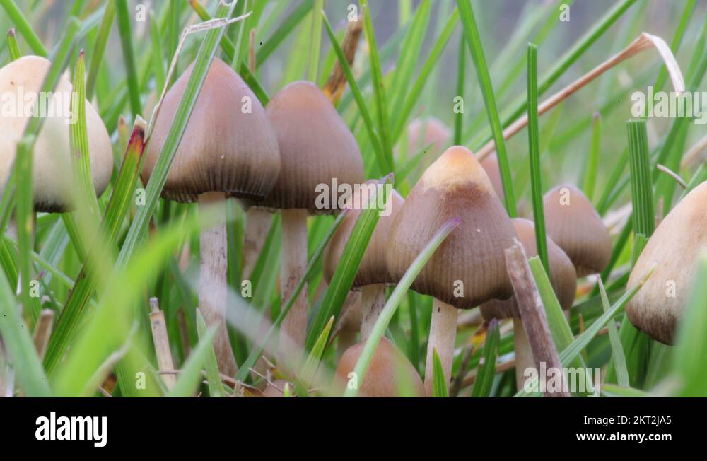 Liberty caps psilocybin magic psychedelic mushrooms grass macro zoom in ...