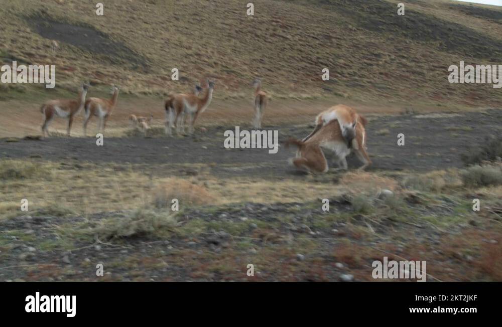 Camel mating Stock Videos & Footage - HD and 4K Video Clips - Alamy