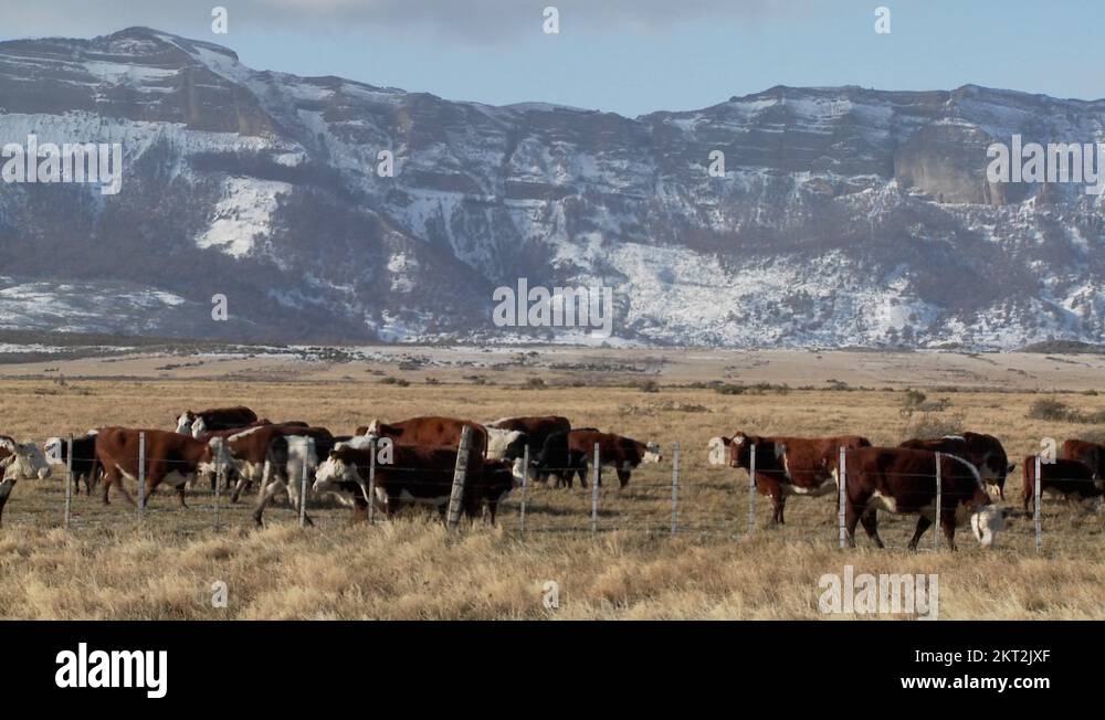 Ranch cattle mountains cows Stock Videos & Footage - HD and 4K Video ...