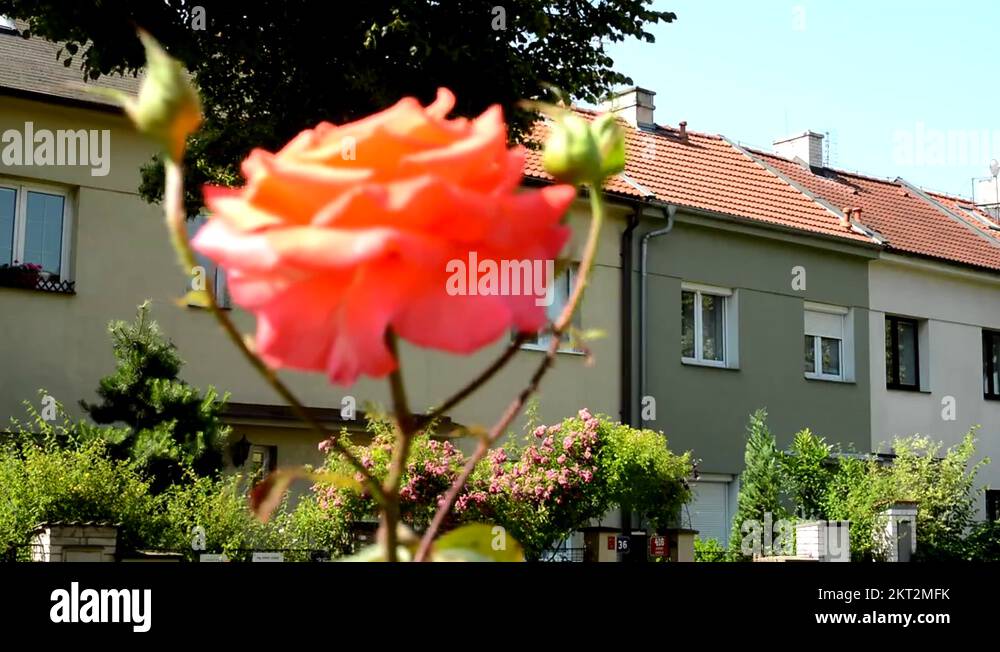 Flora rose house Stock Videos & Footage - HD and 4K Video Clips - Alamy