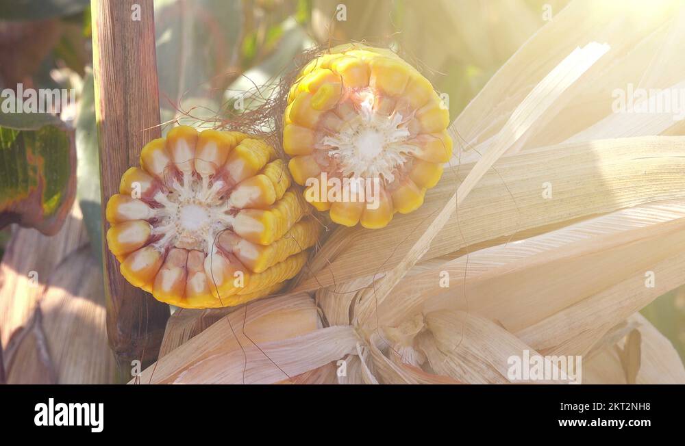 Corn cross section Stock Videos & Footage - HD and 4K Video Clips - Alamy