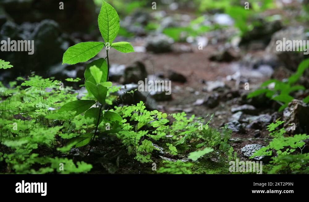 Jungle cave sliding scene Stock Video Footage - Alamy