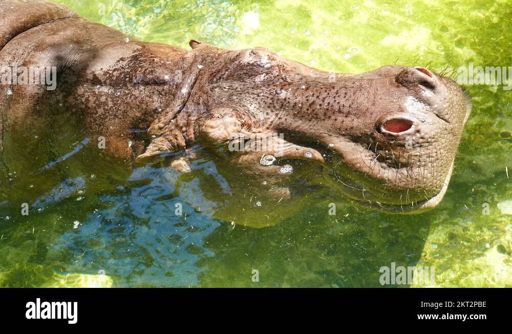 Hippo underwater Stock Videos & Footage - HD and 4K Video Clips - Alamy