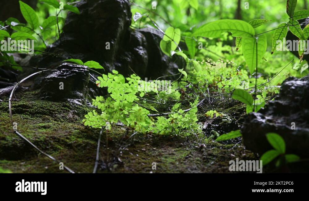Jungle cave sliding scene Stock Video Footage - Alamy