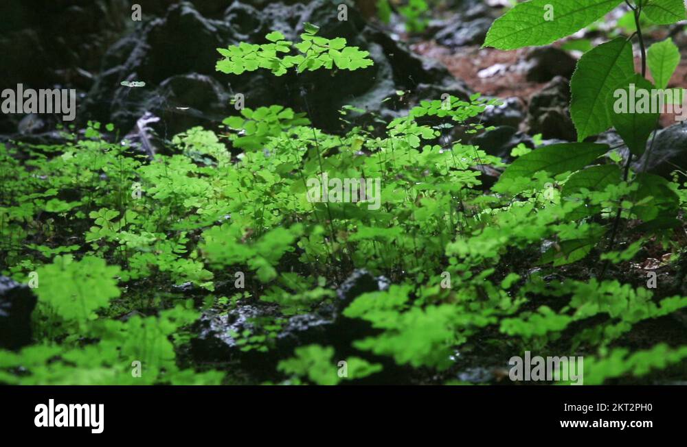 Jungle cave sliding scene Stock Video Footage - Alamy