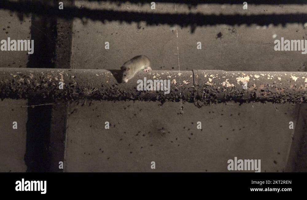 Sewer rat Stock Videos & Footage - HD and 4K Video Clips - Alamy