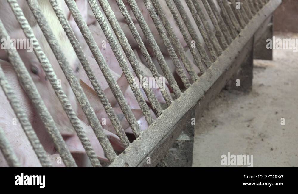 Pigs feeding from a trough Stock Videos & Footage - HD and 4K Video ...