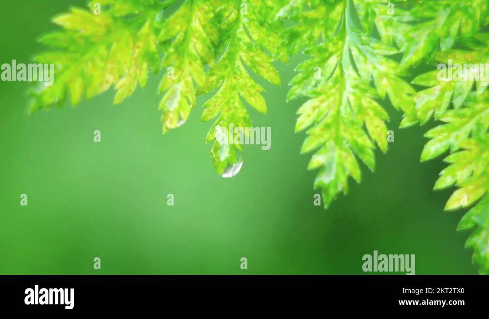 Water drop off leaves Stock Videos & Footage - HD and 4K Video Clips ...