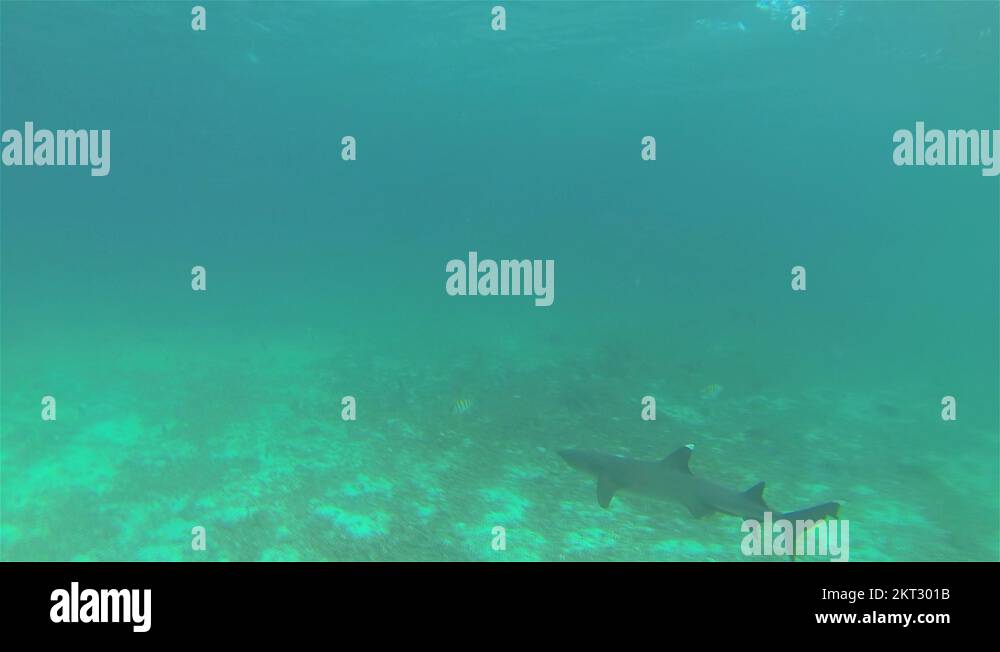 White-tipped shark POV swimming off Santiago Island in Galapagos ...