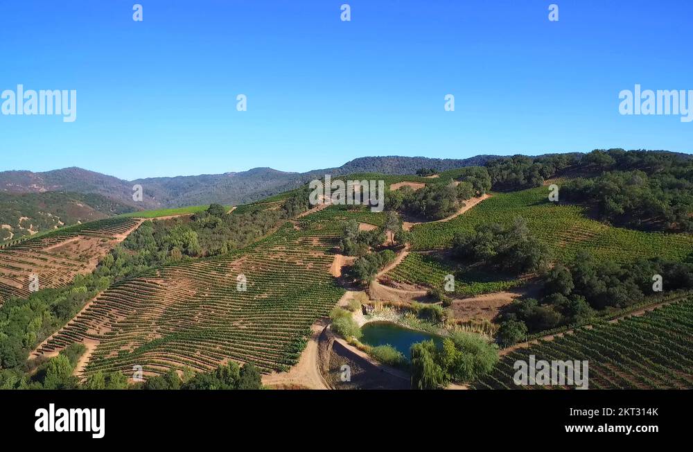 A high aerial over rows of vineyards in Northern California's Sonoma ...