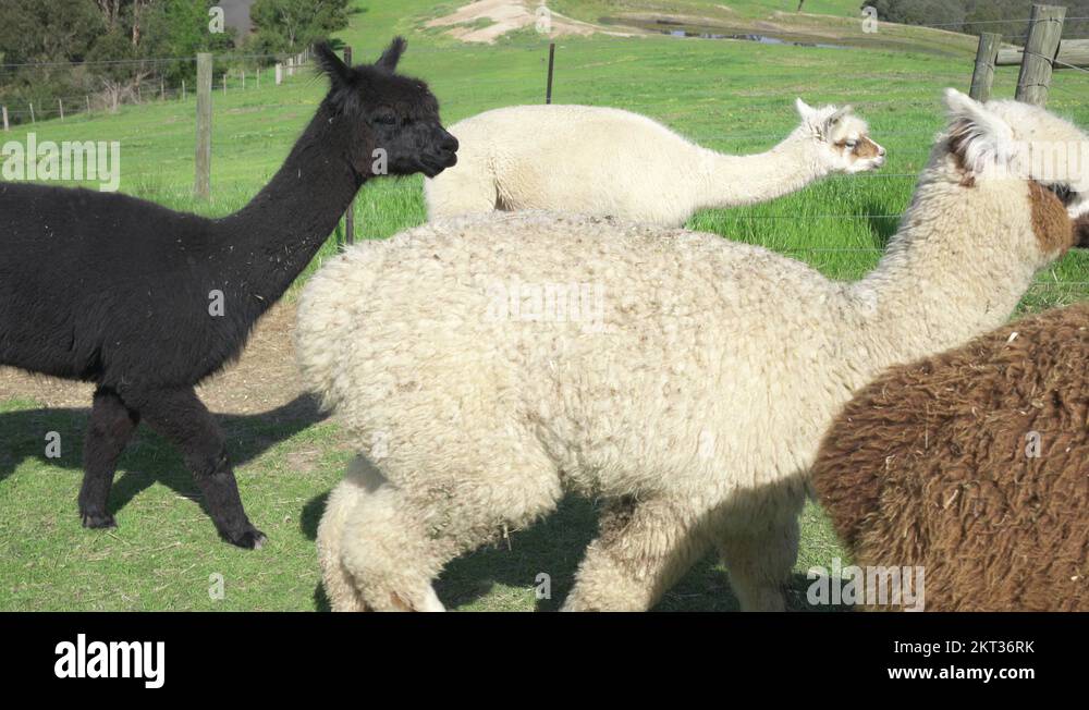 Farming alpacas Stock Videos & Footage - HD and 4K Video Clips - Alamy