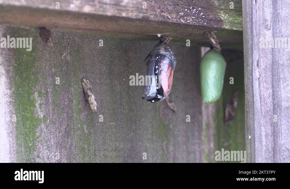 Monarch butterfly chrysalis hatch Stock Videos & Footage - HD and 4K ...