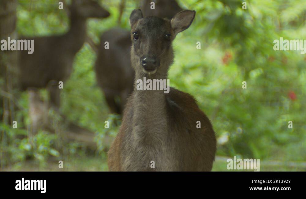 Philippine deer Stock Videos & Footage - HD and 4K Video Clips - Alamy