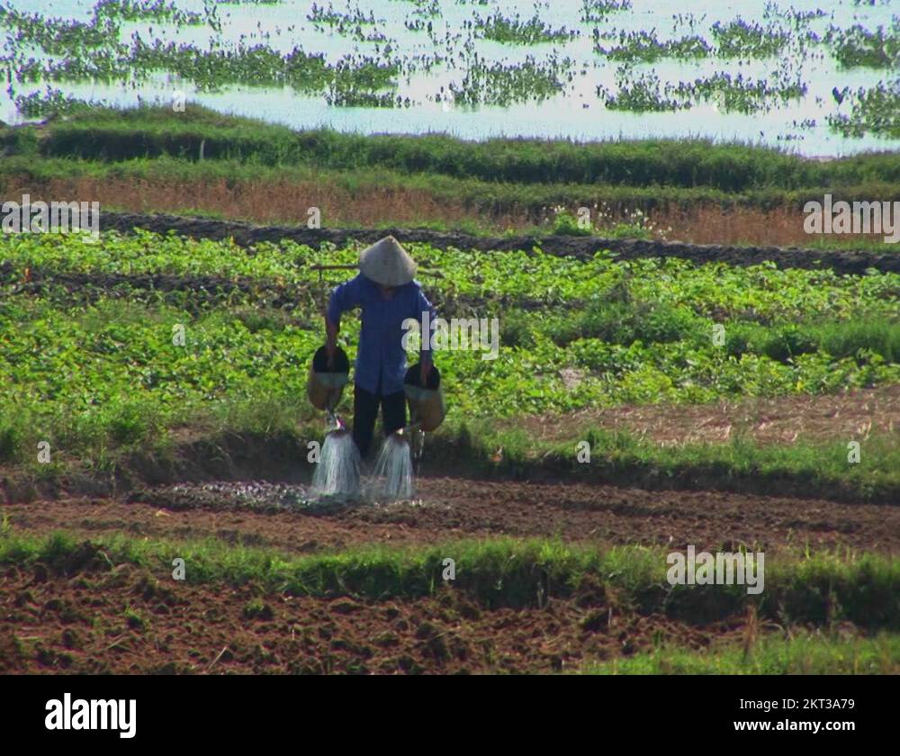 Vietnam farming methods Stock Videos & Footage - HD and 4K Video Clips ...