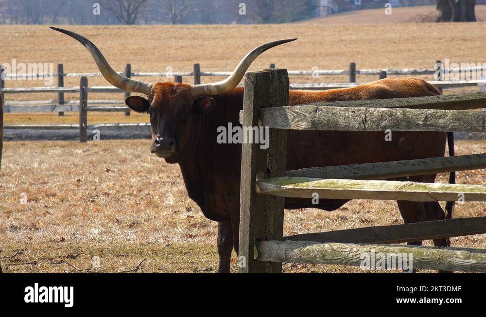 Bull stands Stock Videos & Footage - HD and 4K Video Clips - Alamy