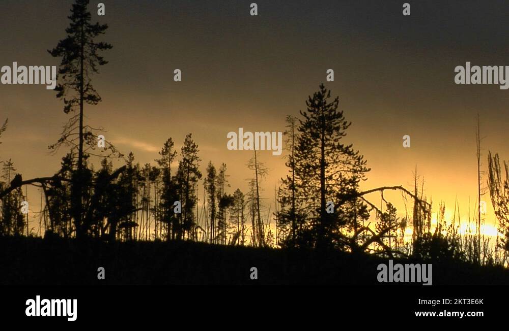 Trees burned after a fire Stock Videos & Footage - HD and 4K Video ...