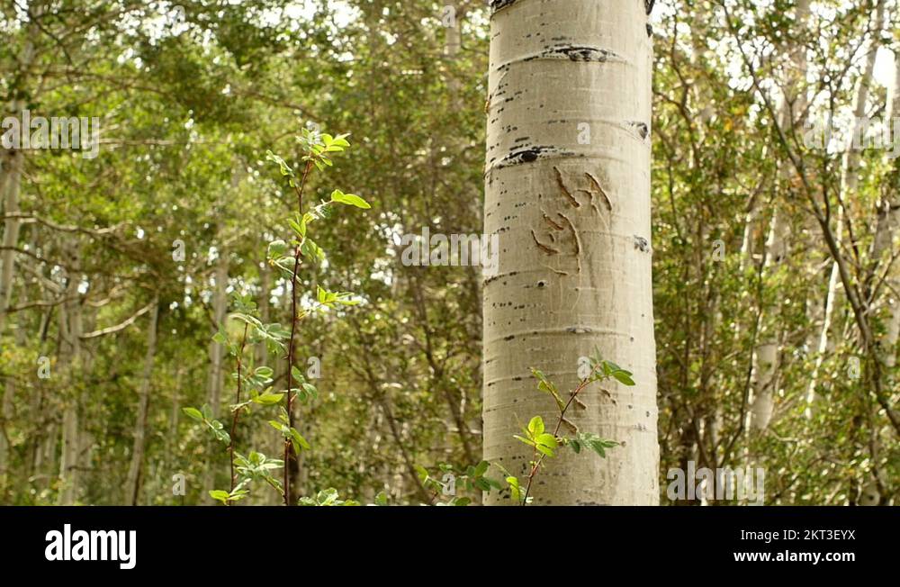 Claw marks tree Stock Videos & Footage - HD and 4K Video Clips - Alamy