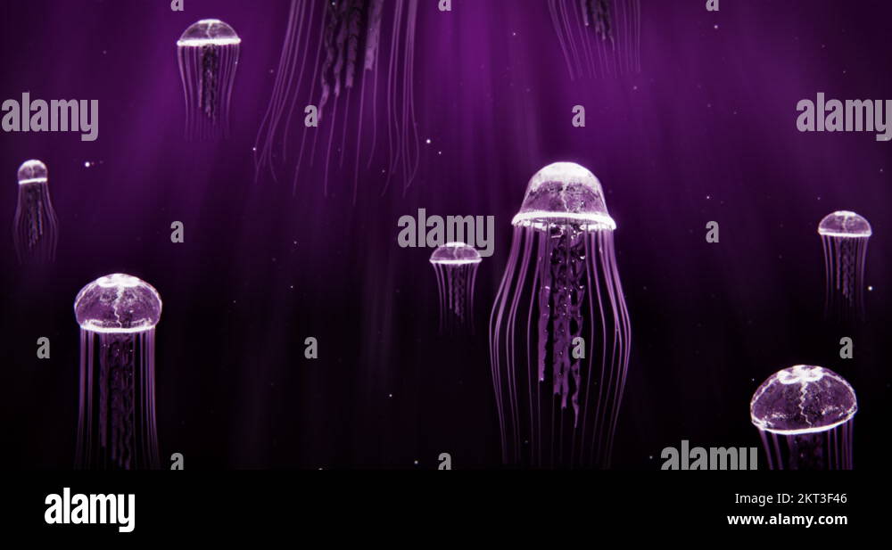 Jellyfish Swimming in Deep Ocean 4k Loop Purple Color Scheme Stock ...