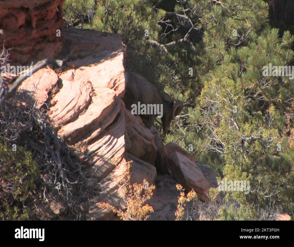 A desert bighorn sheep hops down a steep canyon wall Stock Video ...