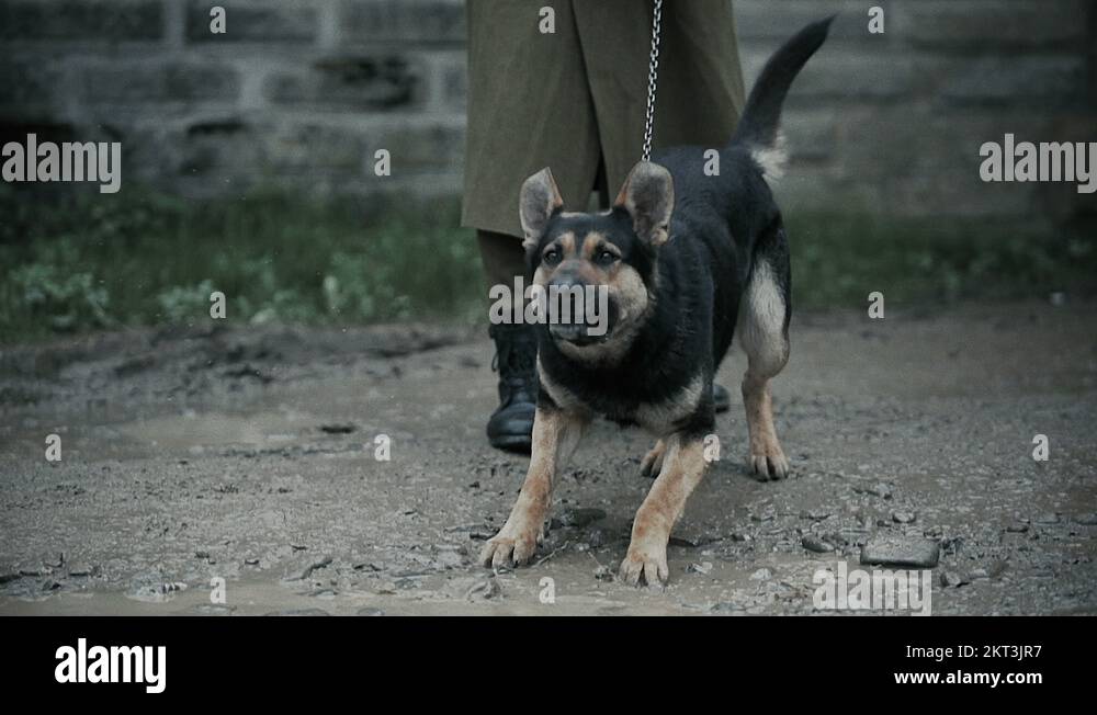 Dog attack death Stock Videos & Footage - HD and 4K Video Clips - Alamy