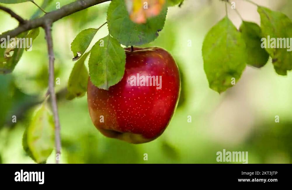 Apple herb Stock Videos & Footage - HD and 4K Video Clips - Alamy