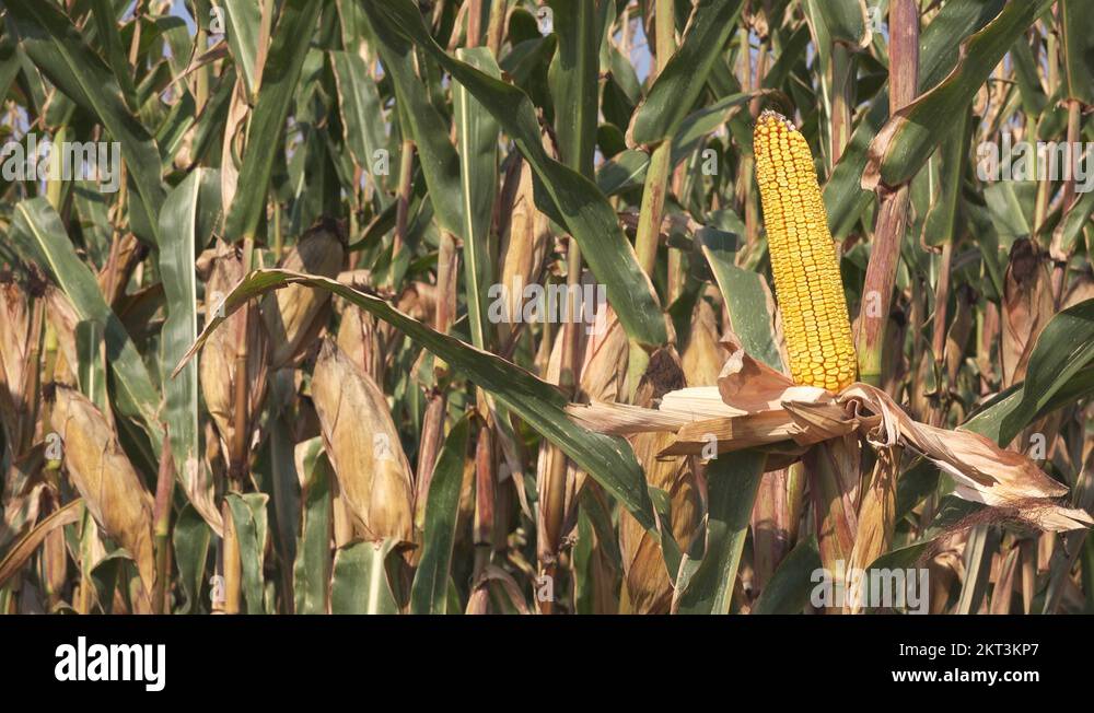 Farmer picking corn Stock Videos & Footage - HD and 4K Video Clips - Alamy