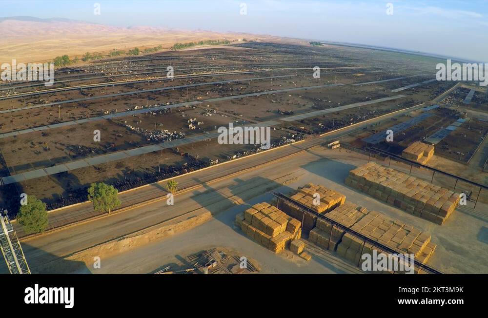 Central cattle and slaughterhouse Stock Videos & Footage - HD and 4K ...