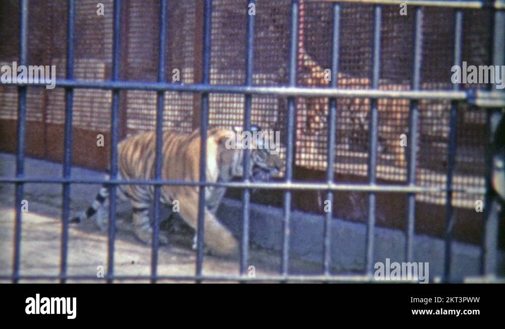 1973: Bengal tiger in confined zoo cell Stock Video Footage - Alamy