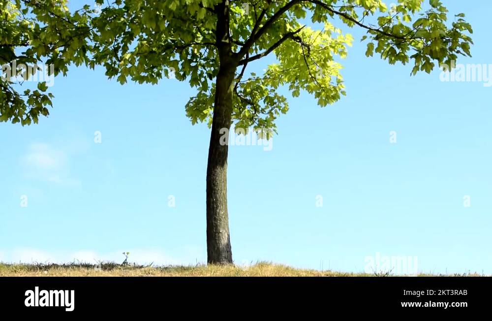 Deciduous broadleaf tree Stock Videos & Footage - HD and 4K Video Clips ...