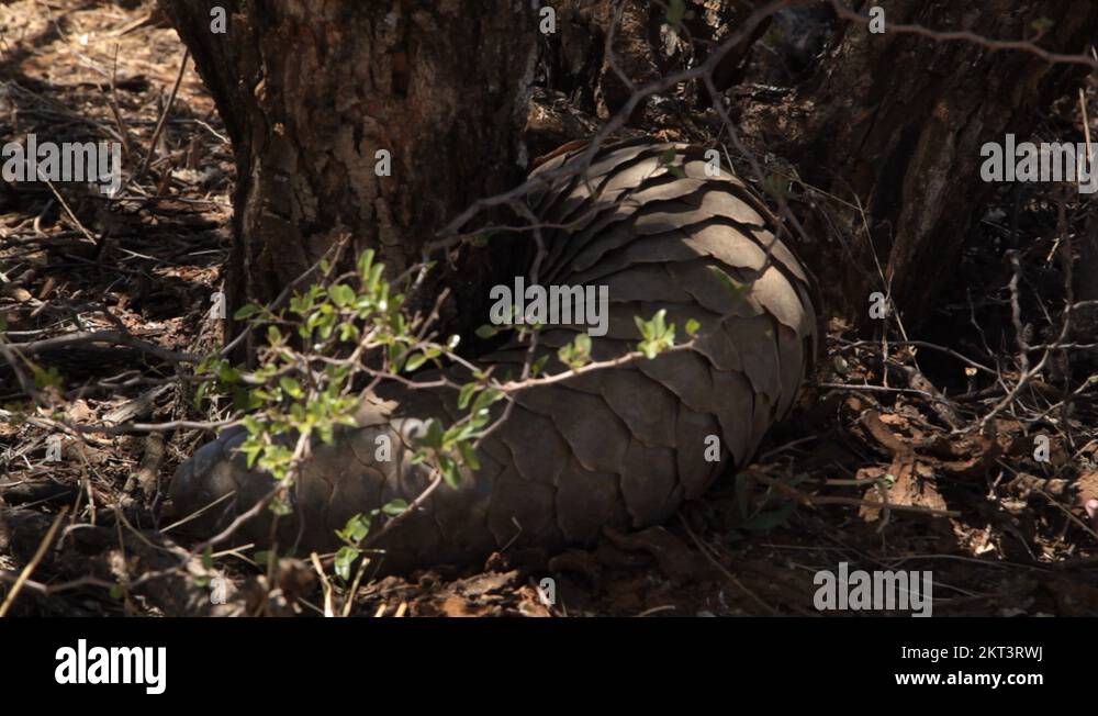 Endangered pangolin Stock Videos & Footage - HD and 4K Video Clips - Alamy