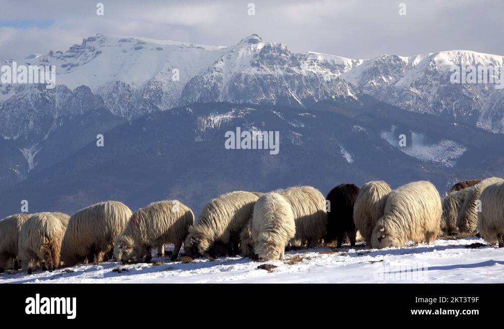 Outdoor pastoral scenery Stock Videos & Footage - HD and 4K Video Clips ...