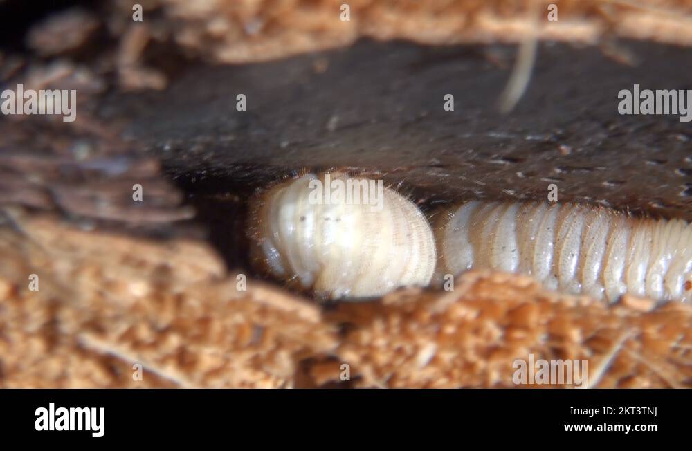 Palm tree worm Stock Videos & Footage - HD and 4K Video Clips - Alamy