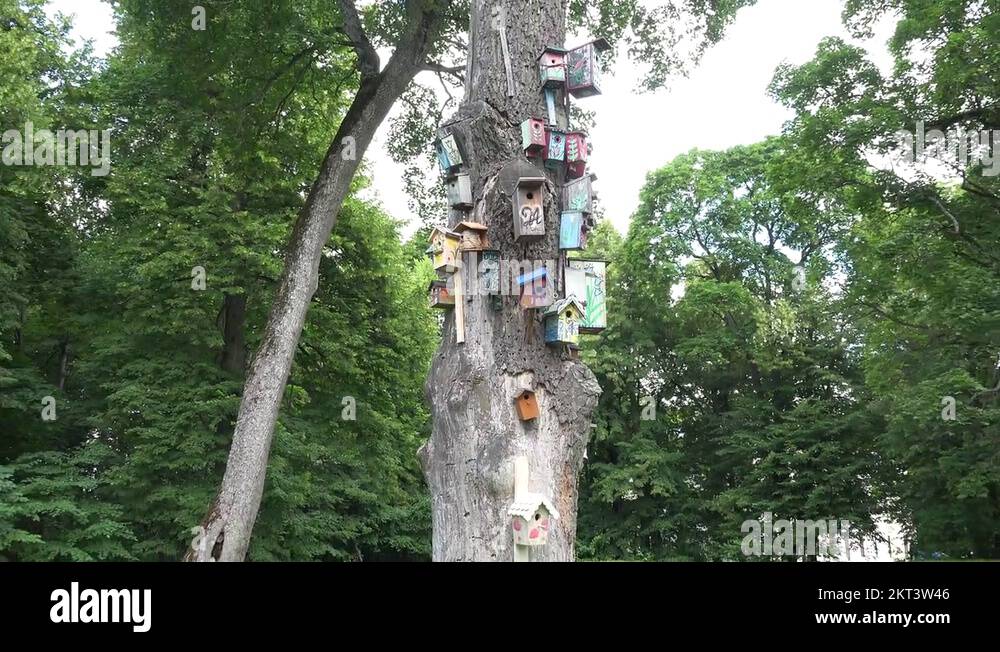 Wooden bird box tree Stock Videos & Footage - HD and 4K Video Clips - Alamy