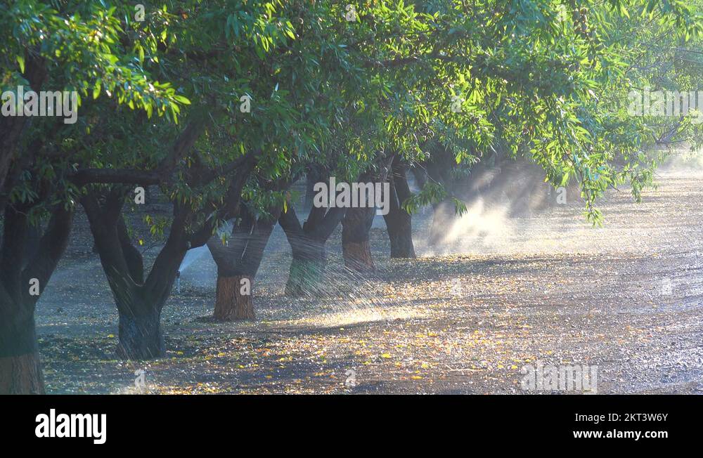 Almond tree california drought Stock Videos & Footage - HD and 4K Video ...