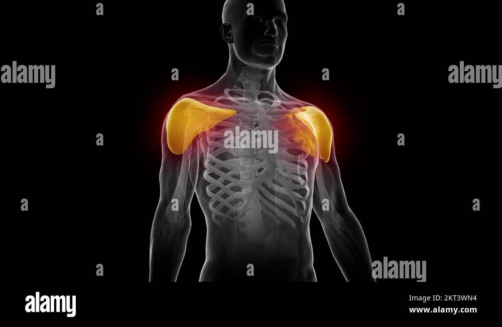 Shoulder anatomy muscle Stock Videos & Footage - HD and 4K Video Clips ...