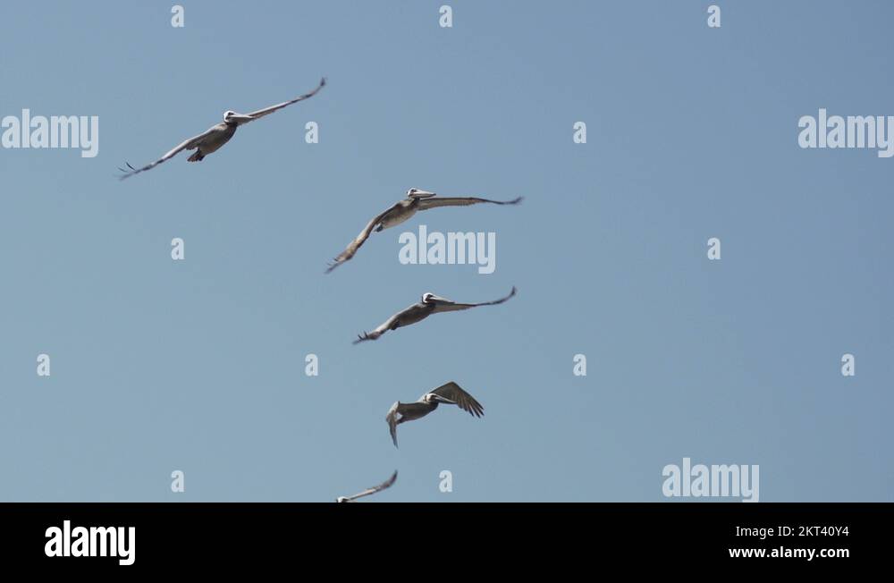 Formation wingspan Stock Videos & Footage - HD and 4K Video Clips - Alamy