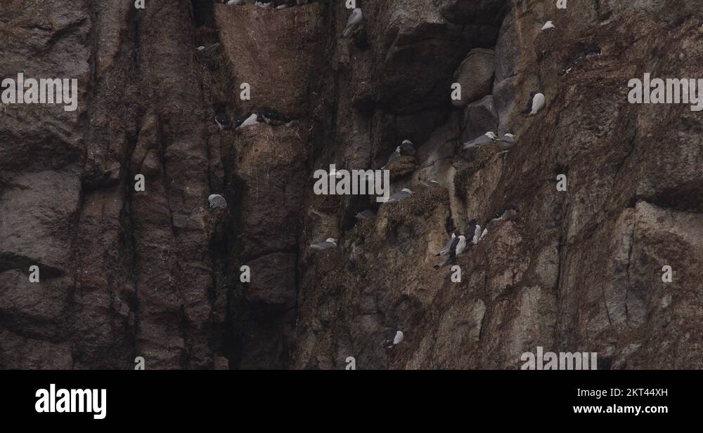 Cliff nesting bird Stock Videos & Footage - HD and 4K Video Clips - Alamy