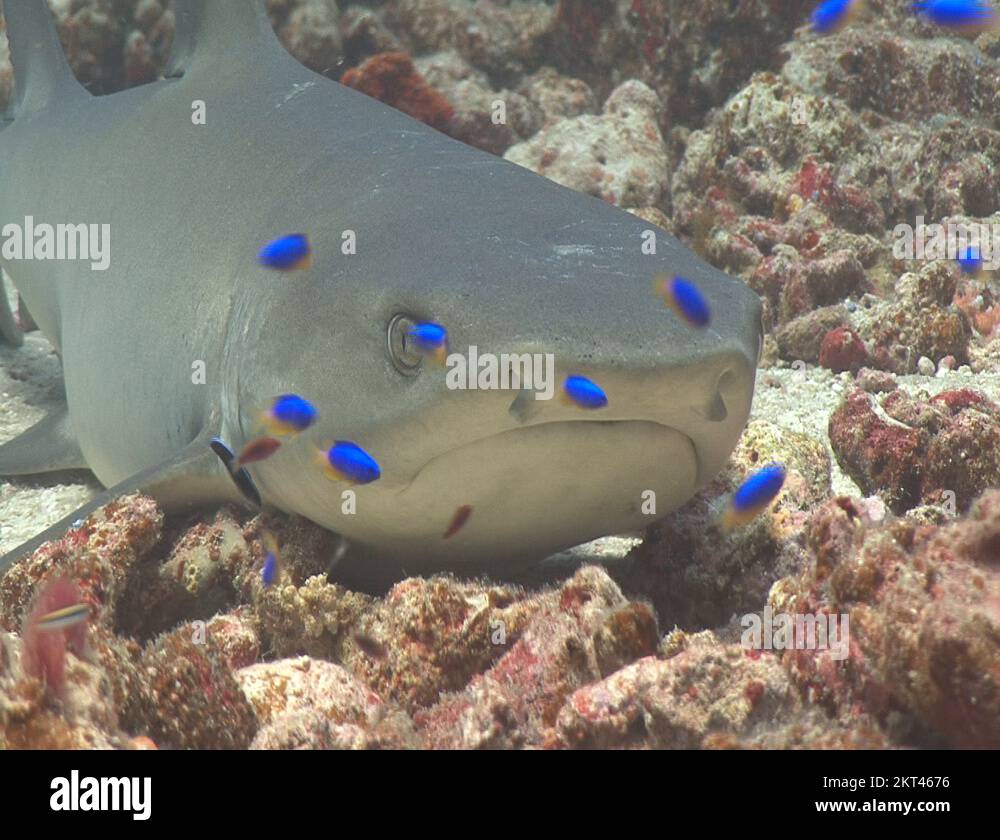 Beautiful shark Stock Videos & Footage - HD and 4K Video Clips - Alamy
