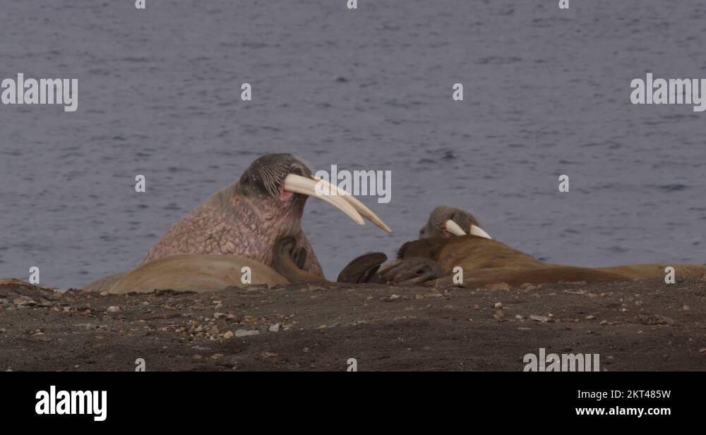 Atlantic Walrus Flares Tusks and Slap Each Other With Flippers Stock ...