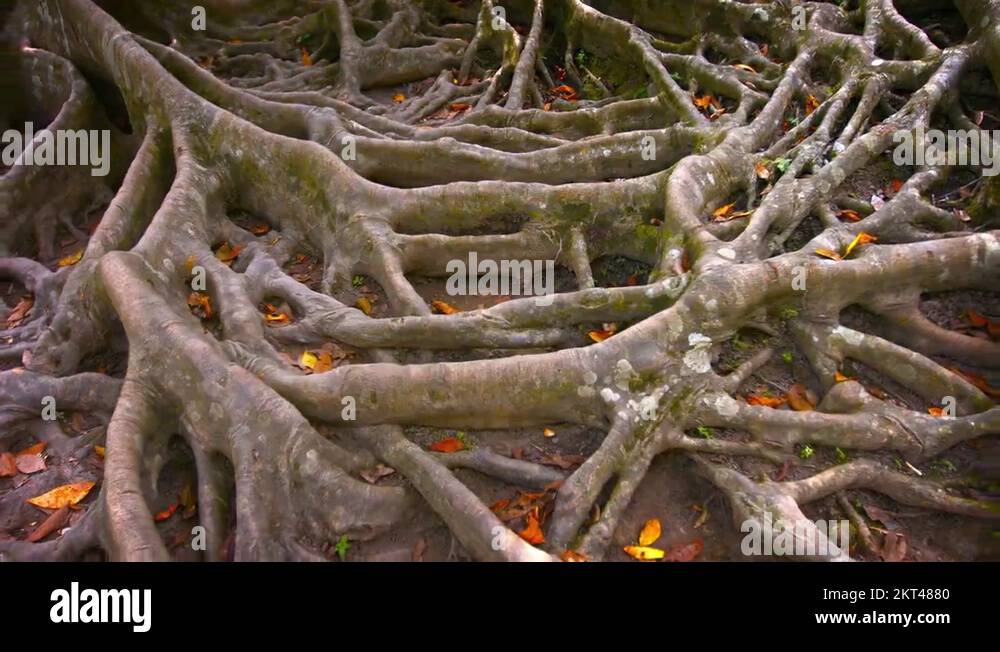 Root mass Stock Videos & Footage - HD and 4K Video Clips - Alamy