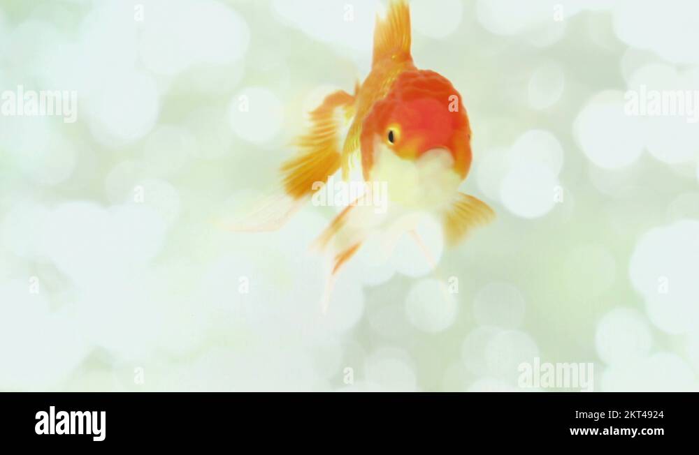 Blurry fish Stock Videos & Footage - HD and 4K Video Clips - Alamy
