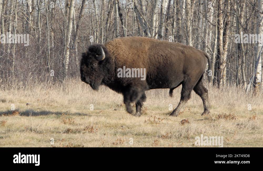 Bison alberta Stock Videos & Footage - HD and 4K Video Clips - Alamy