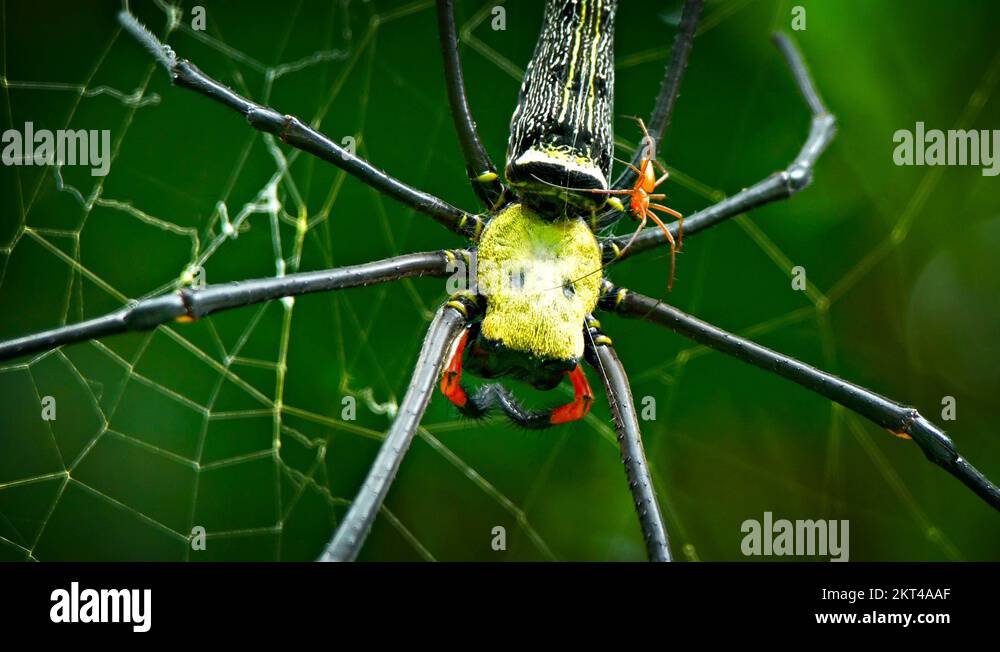 Spiders in the wild Stock Videos & Footage - HD and 4K Video Clips - Alamy